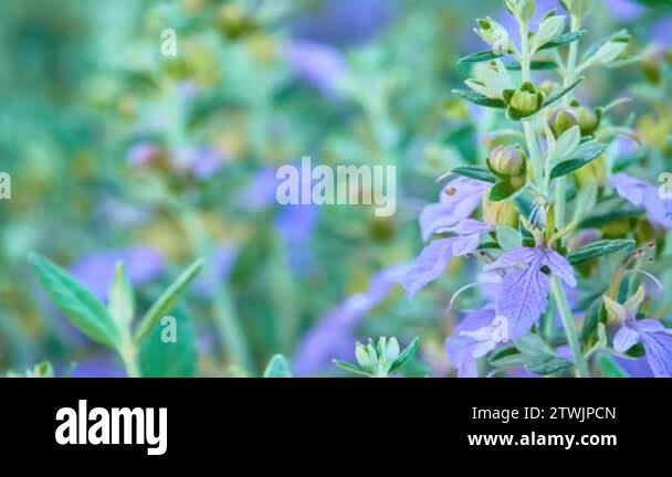 Teucrium fruticans (tree germander or shrubby germander) is species of ...