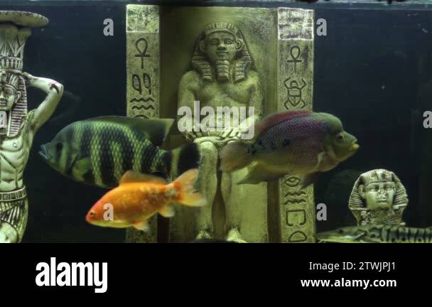 Egyptian statues underwater Stock Videos & Footage - HD and 4K Video ...