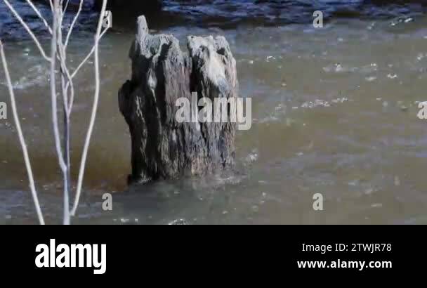 Rotten stump Stock Videos & Footage - HD and 4K Video Clips - Alamy