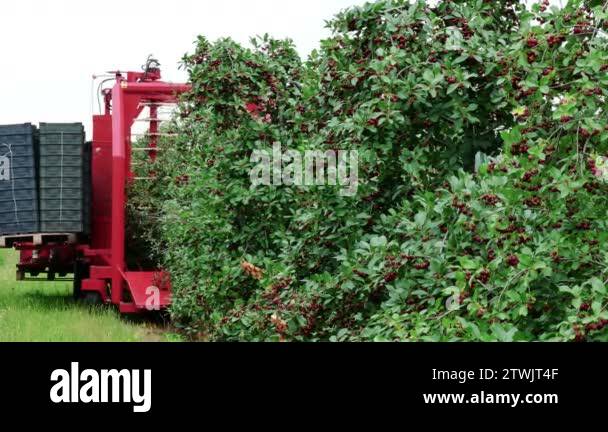 Cherry harvesting machine Stock Videos & Footage - HD and 4K Video ...