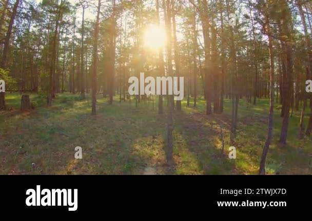 Beautiful forest shot Stock Videos & Footage - HD and 4K Video Clips ...