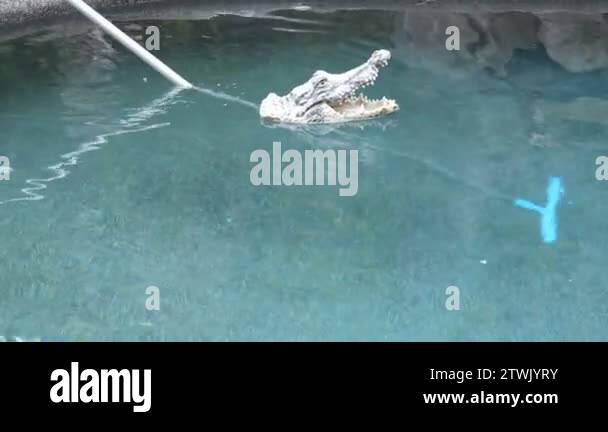 Crocodile teeth clean Stock Videos & Footage - HD and 4K Video Clips ...