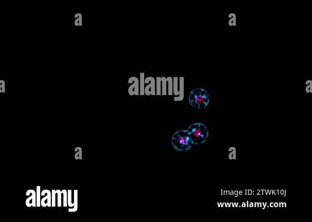Cell cycle Mitosis division of the nucleus, cells divides into more ...