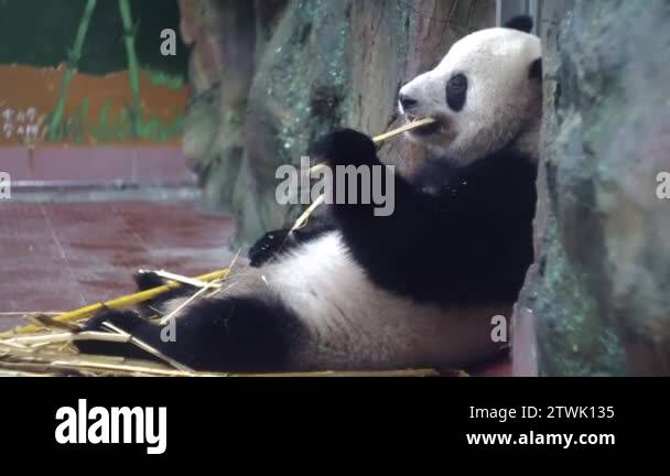 Panda eats bamboo stalks at zoo. Media. Chubby Panda sits lazily and ...