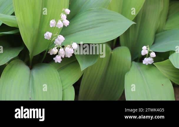 Lily of the valley. The flower is also known as Our Lady's tears or ...