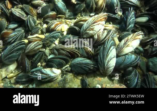 Settlement of mussels (Mytilus sp.) In shallow waters in the sun rays ...