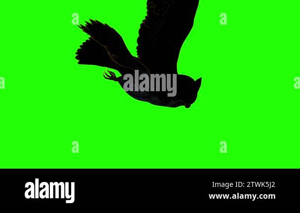 3D animation clip of flying Great American Horned Owl on green screen ...