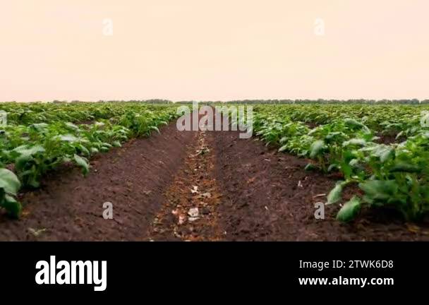 Sprouts on plantations Stock Videos & Footage - HD and 4K Video Clips - Alamy