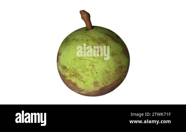 Realistic render of a rotating star apple (green skin variety) on white ...