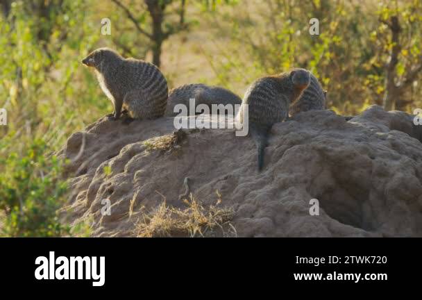 Banded mongoose family on termite mound Stock Videos & Footage - HD and ...