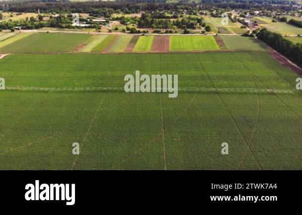 aero, top view, potatoes grow on field, irrigated by a special watering ...