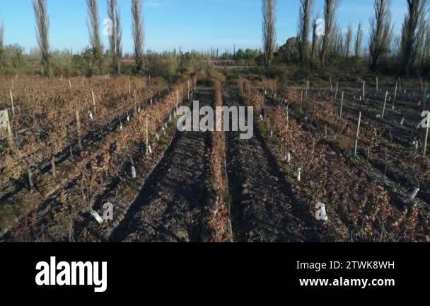 Aerial drone scene of farm, grapes and wine production, plantation in ...