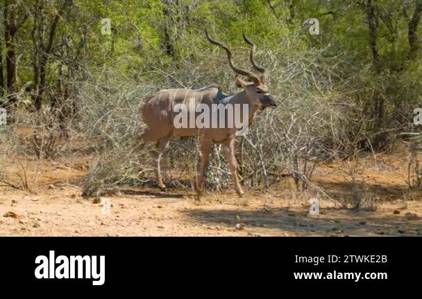 Greater Kudu Male Antelope with Large Turning Horns in its Natural ...
