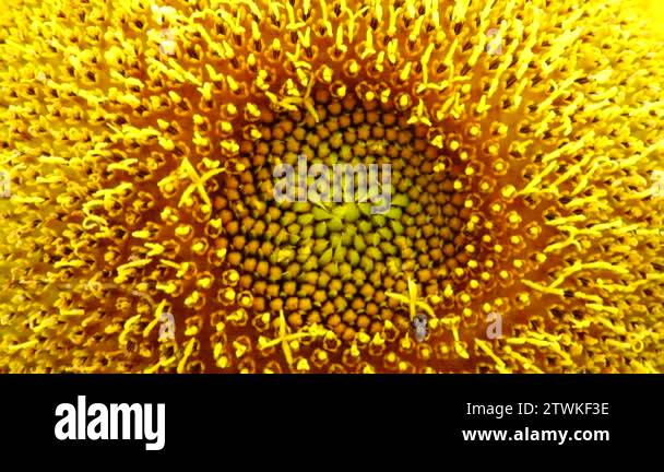 Sunflower leaf structure Stock Videos & Footage - HD and 4K Video Clips ...