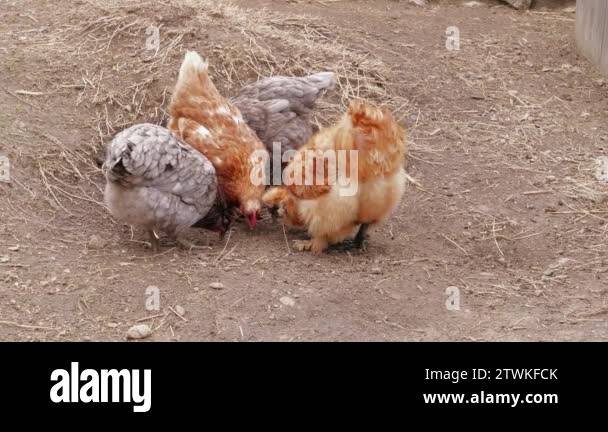 Few fluffy Silkie chickens pecking thumbs in free range at farm. Little ...