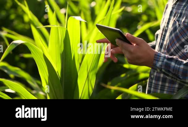Corn leaf cell Stock Videos & Footage - HD and 4K Video Clips - Alamy