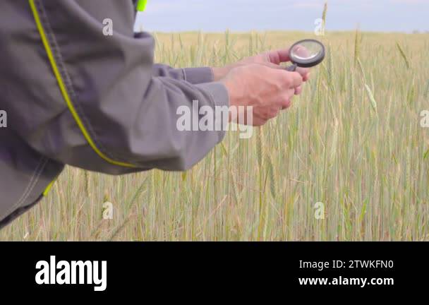 farmer or botanists hand with magnify glass tool closeup check examine ...