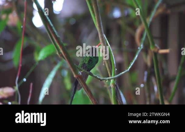 A close up of a red-billed streamertail hummingbird or doctor bird ...