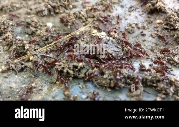 The food chain Stock Videos & Footage - HD and 4K Video Clips - Alamy