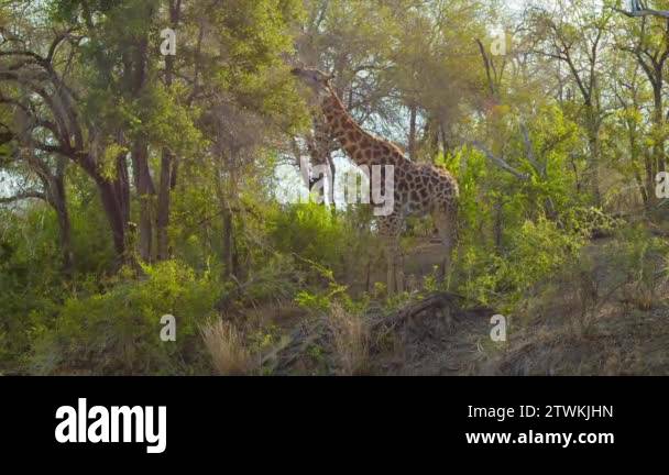 Giraffe sun in kruger Stock Videos & Footage - HD and 4K Video Clips ...