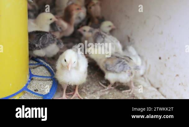 Cornish crest Stock Videos & Footage - HD and 4K Video Clips - Alamy