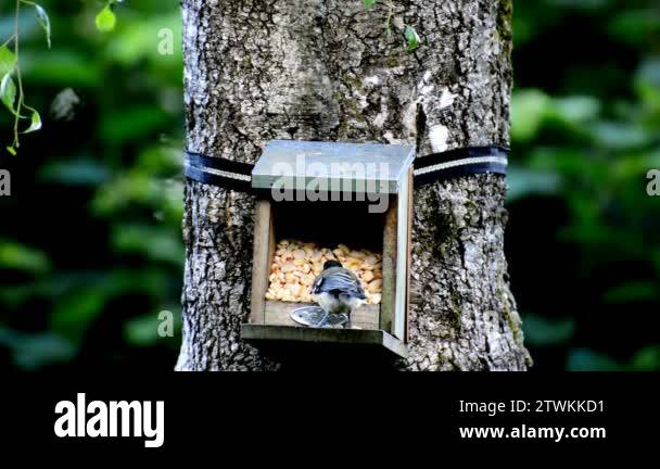 Food titmouse Stock Videos & Footage - HD and 4K Video Clips - Alamy