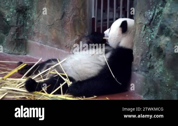 Cute Panda eating bamboo stems at zoo. Media. Lazy Panda lying and ...