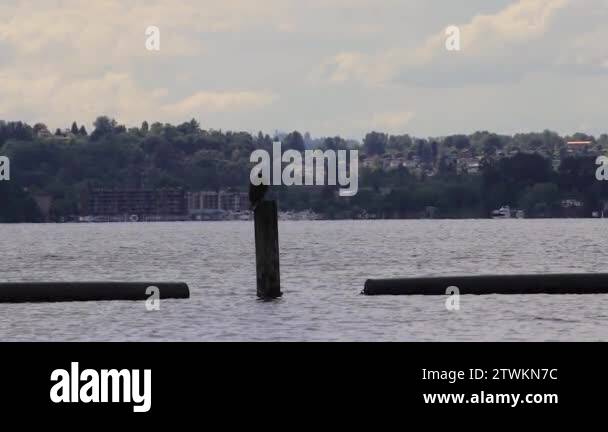 Landed eagle Stock Videos & Footage - HD and 4K Video Clips - Alamy