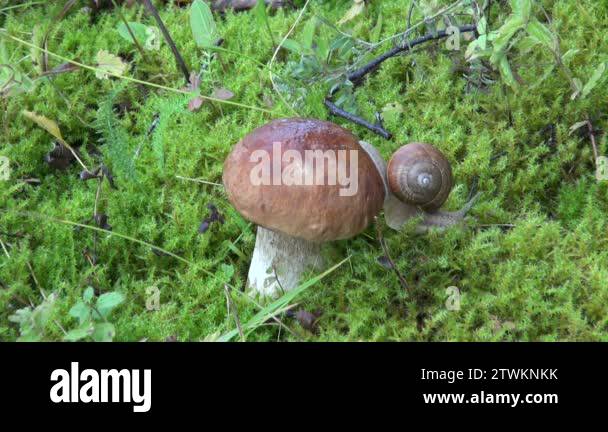 Mushroom and animal Stock Videos & Footage - HD and 4K Video Clips - Alamy