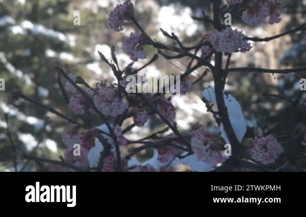 Rare flowering trees Stock Videos & Footage - HD and 4K Video Clips - Alamy