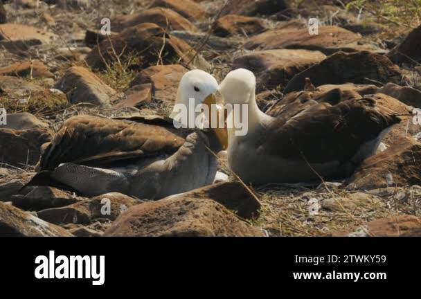 Albatros bird pair Stock Videos & Footage - HD and 4K Video Clips - Alamy