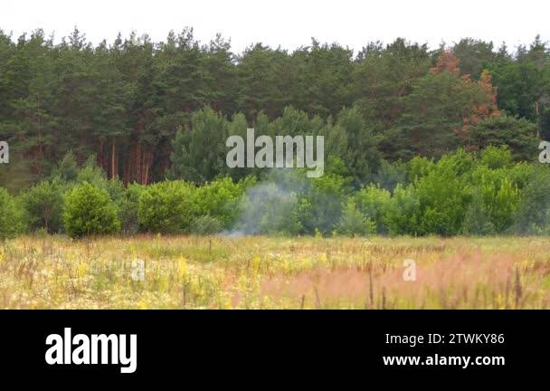 Smoke a fire in the forest. environment, fire, forest, smoke, burn ...