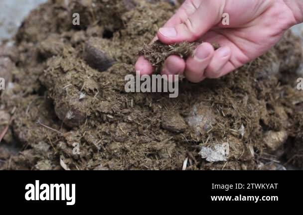 Using manure in the home garden. Composting horse manure. Gardener's ...