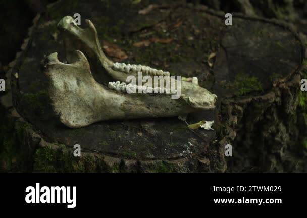 the horse's lower jaw bone lies on a stump in the forest. female hands ...