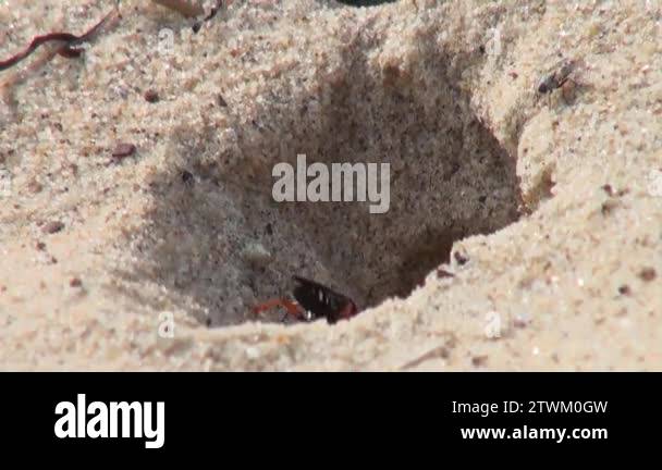 Wonder bug Stock Videos & Footage - HD and 4K Video Clips - Alamy