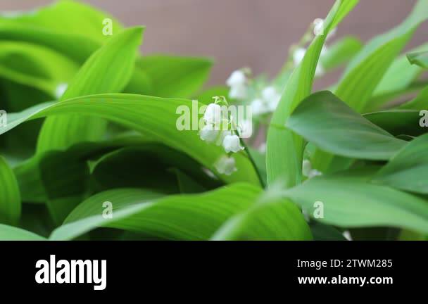 Majalis Stock Videos & Footage - HD and 4K Video Clips - Alamy