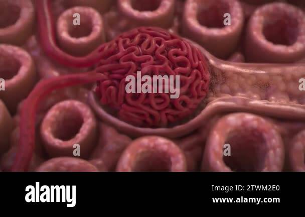 Lung alveolus anatomy illustration Stock Videos & Footage - HD and 4K ...