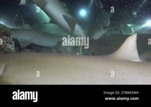 Night diving with sharks. Fascinating scuba diving on the reefs of the ...