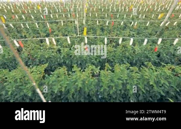 Rows of green plants, top view. Farming plants are attached to strings ...