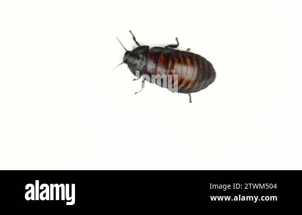 Cockroach side view Stock Videos & Footage - HD and 4K Video Clips - Alamy