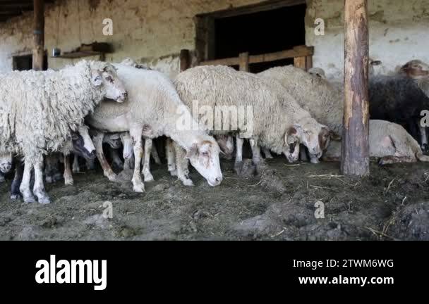 Farm flock Stock Videos & Footage - HD and 4K Video Clips - Alamy