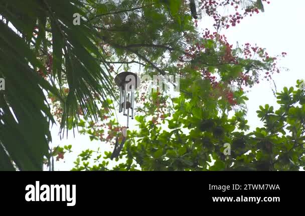 Summer bell tree Stock Videos & Footage - HD and 4K Video Clips - Alamy