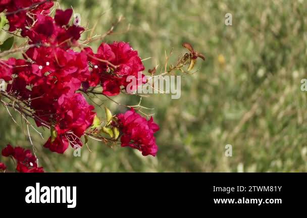 Bougainvillea are also known as buganvilla, bugambilia, bouganvilla ...
