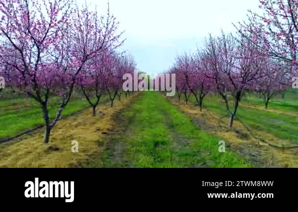 Plantation fruit plum trees Stock Videos & Footage - HD and 4K Video ...