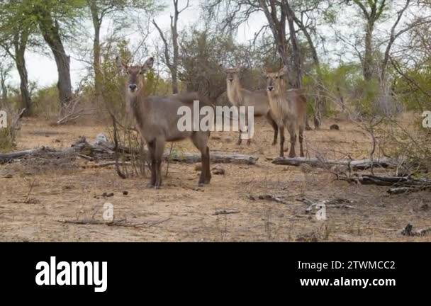 Female waterbuck in kruger national park Stock Videos & Footage - HD ...