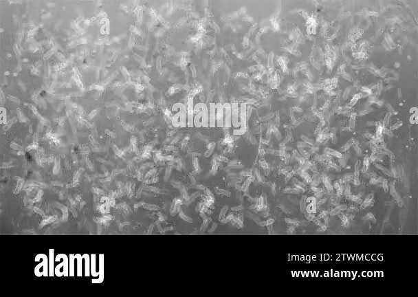 Protista microscope Stock Videos & Footage - HD and 4K Video Clips - Alamy