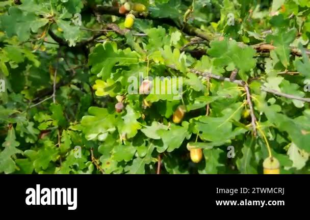 Oak leaf cluster Stock Videos & Footage - HD and 4K Video Clips - Alamy