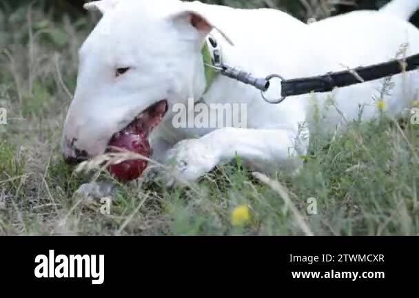 American pit bull playing Stock Videos & Footage - HD and 4K Video ...