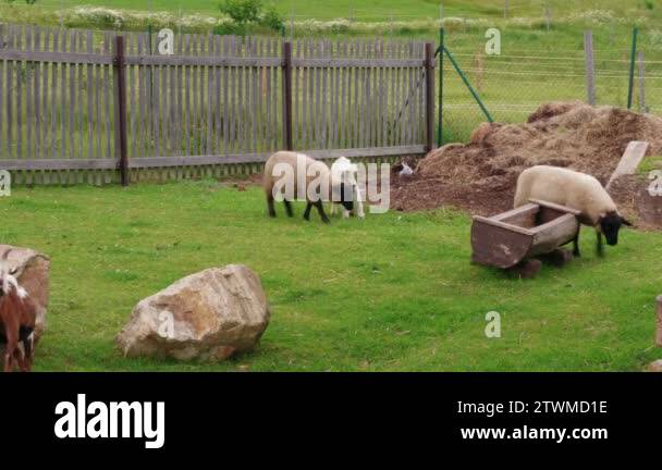 Ewe fence Stock Videos & Footage - HD and 4K Video Clips - Alamy