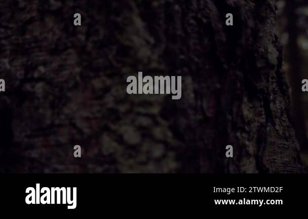 Blurry forest Stock Videos & Footage - HD and 4K Video Clips - Alamy